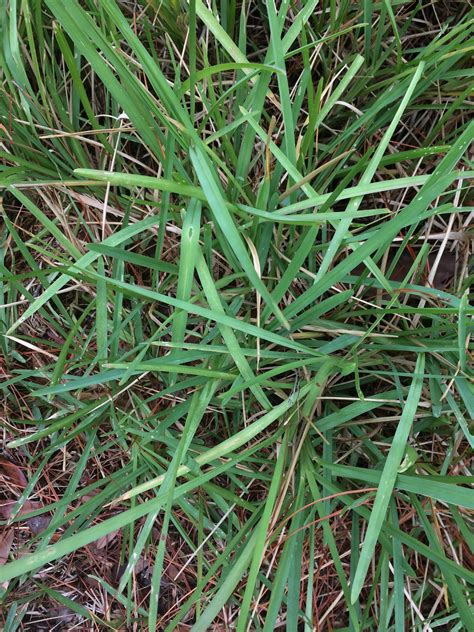 Eddmaps Record Id 5184242 Centipedegrass Eremochloa Ophiuroides