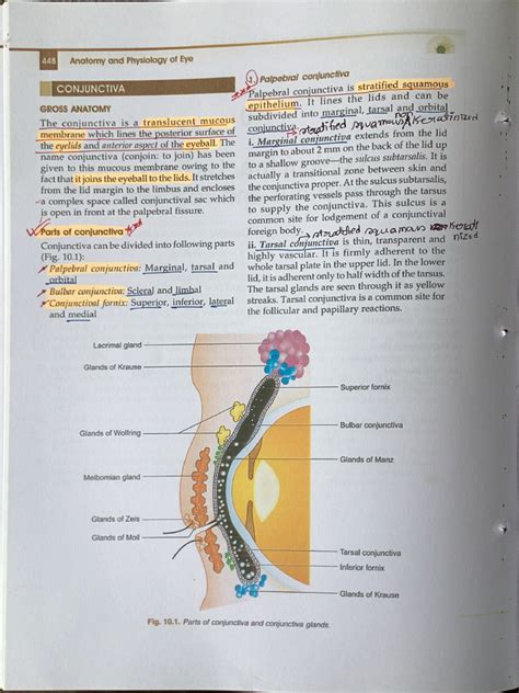 Conjunctiva Anatomy Khurana Pdf