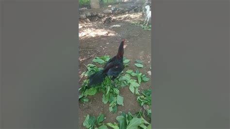 Seval Koli Yt Shorts Youtube