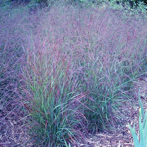 Panicum