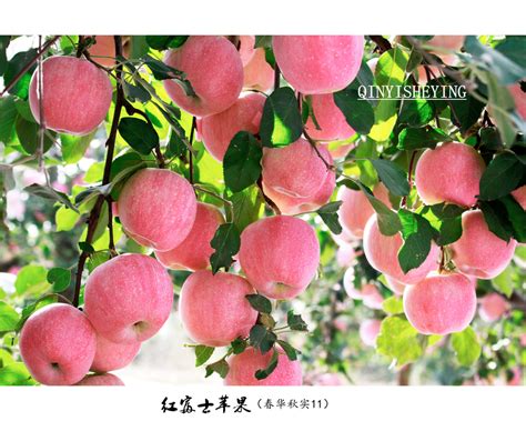 红富士苹果春华秋实11摄影图片生态摄影 GSQ琴怡080808 太平洋电脑网摄影部落