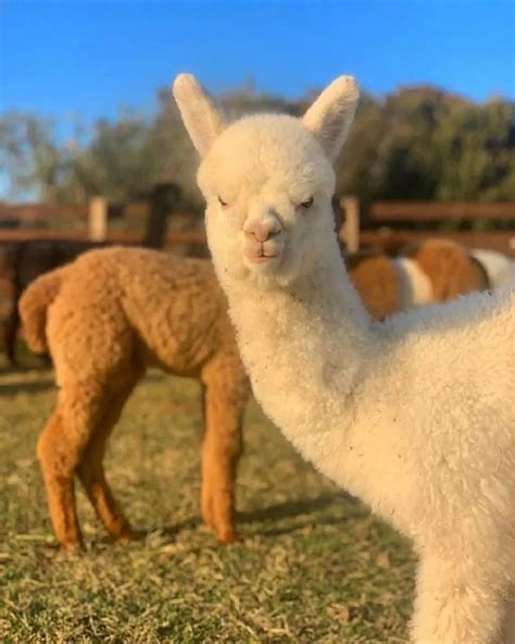 可爱的羊驼们。 花瓣网