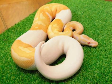 美 ボールパイソンアルビノパイボールド 約45cm 1 爬虫類専門店 ふくみず