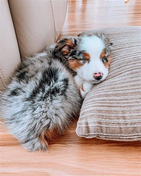 25 Advantages And Disadvantages Of Owning An Australian Shepherd