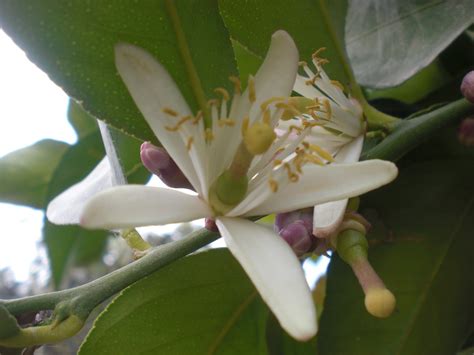 Perfumes Y Luces De Extremadura Flor De Limonero Especial Navidad