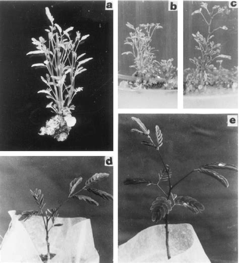 A C Multiple Shoots Emerging From Cotyledonary B C And Other A