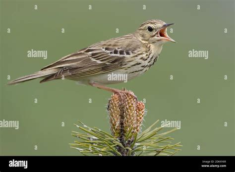 Tree Pipit Singing Boompieper Zingend Stock Photo Alamy