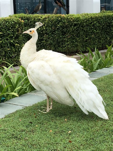 191 Best Albino Peacock Images On Pholder Pics Mildlyinteresting And