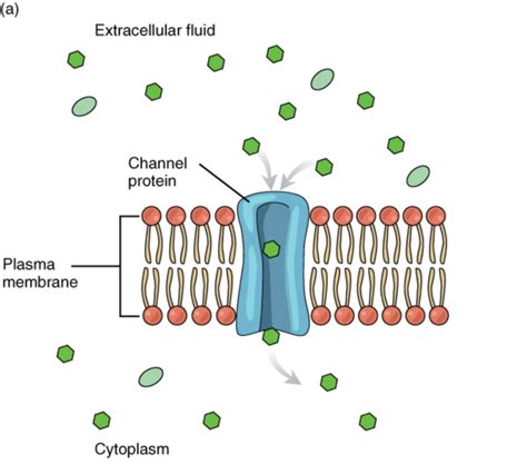 Facilitated Diffusion — Definition And Types Expii