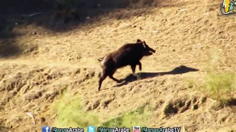 Chasse Sanglier Au Maroc 17 01 2016 HD YouTube