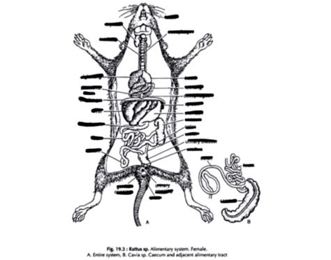 Free Rat Dissection Worksheet Download Free Rat Dissection Worksheet