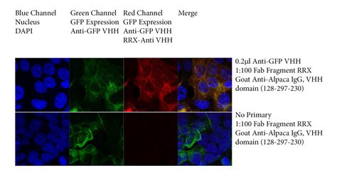 Imaging With Vhh Antibodies Jackson Immunoresearch