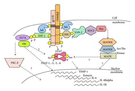The Enigmatic Cytokine Oncostatin M And Roles In Disease Richards