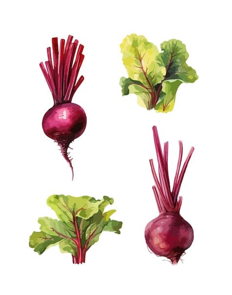 Premium Vector Beet Clipart Isolated Vector Illustration