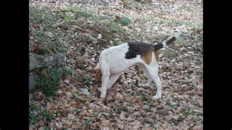 Chasse Du Lièvre Aux Chiens Courants Youtube