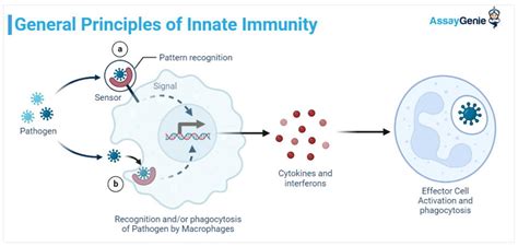 Innate Immunity Ii Drstemcellsthailands Anti Aging And Regenerative Medicine Center Of