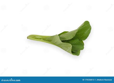 Brassica Rapa Subsp Chinensis Stock Image Image Of Rapa Choy 179236813