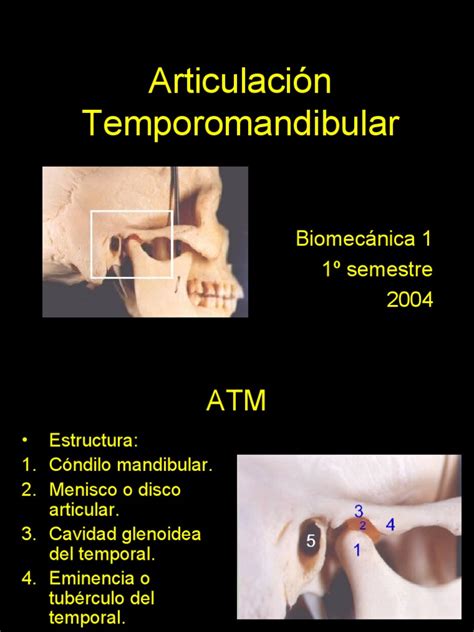 Articulación Temporomandibular Descargar Gratis Pdf Anatomía