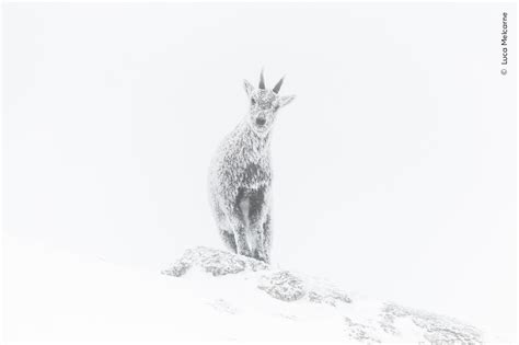 Wildlife Photographer Of The Year 2023 Captures The Variety Of Nature