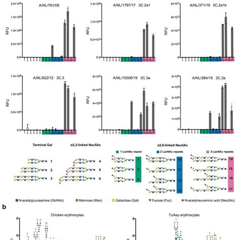 Receptor Binding Specificities Of Representative A H3n2 Viruses Using