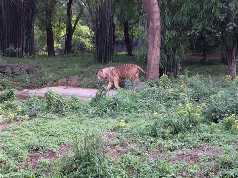Rajiv Gandhi Zoological Park Katraj Pune Reviews Rajiv Gandhi