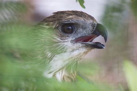 Close Up Of A Hawk Eye Stock Image Image Of Head Flight 338302677