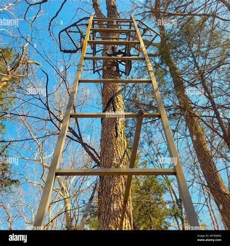 A Metal Ladder Style Deer Stand Is Set Up On A Tree In The Woods Stock