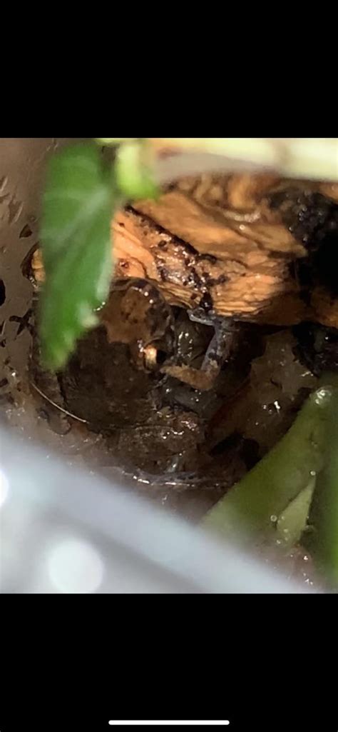 Can Someone Identify Rfrogsandtoads