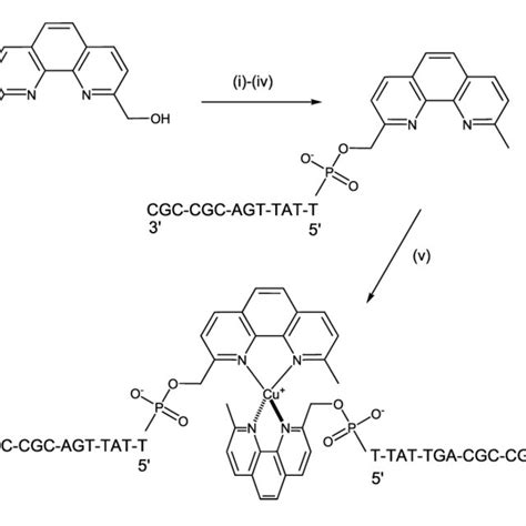 Synthesis Of A Palindromic Oligonucleotide By Self Assembly I Cep Cl