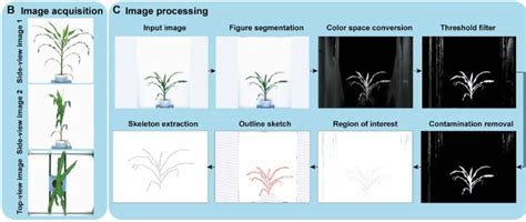 整合高通量表型、gwas和预测模型揭示玉米株高的遗传结构 知乎