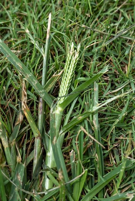 Ss Agr 488 Ag483 Identification Biology And Management Of Goosegrass