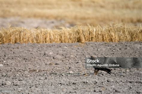 Hieraaetus Pennatus The Booted Eagle Is A Species Of Accipitriform Bird