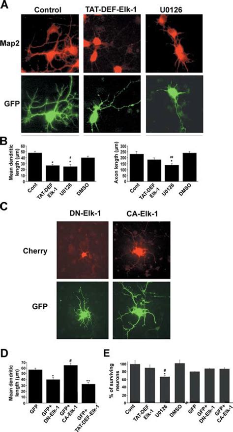 Role Of Elk 1 Phosphorylation In Neuritic Elongation A Striatal