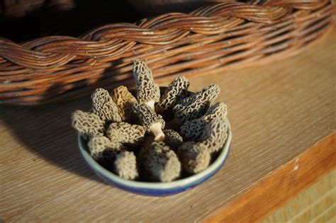 How To Clean Morel Mushrooms A Detailed Guide Chow Vibes