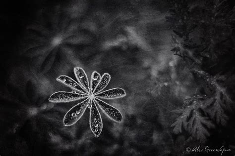 Alex Greenshpun Photography Interesting Photographers