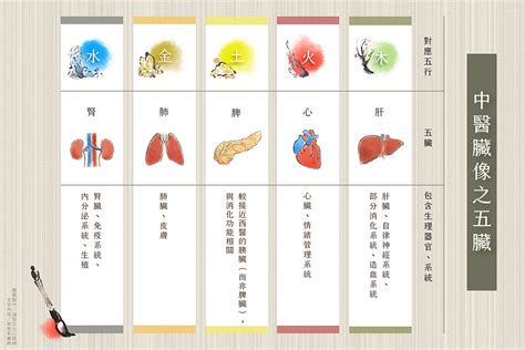 福智文化 中醫講的五臟「肝」、「心」、「脾」、「肺」與「腎」，指涉的範圍比與西醫所說的這五個 器官