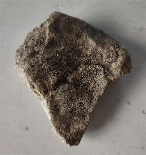 Tooth Shaped Fossil Near Shoal Creek Austin Fossil Id The Fossil