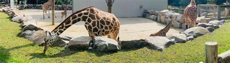 Conservation Wildwood Wildlife Park Zoo And Safari