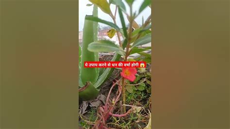 इस फूल के जड़ आपको रातो रात अमीर बना देगा 😱viralvideo Hindugod