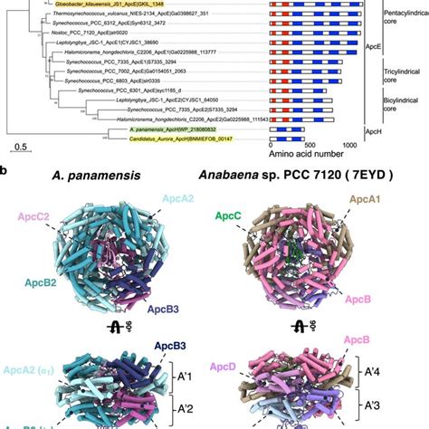 core linker protein phylogeny and pbp subunit assembly in core