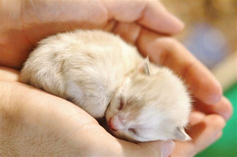 When Do Kittens Open Their Eyes Pd Insurance