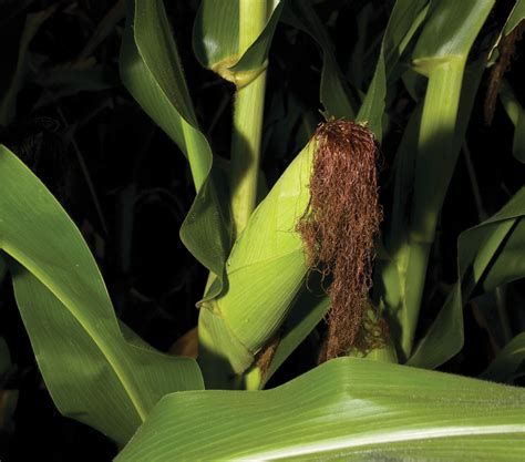 Mapping The Complete Corn Genome 2023 2024 Report