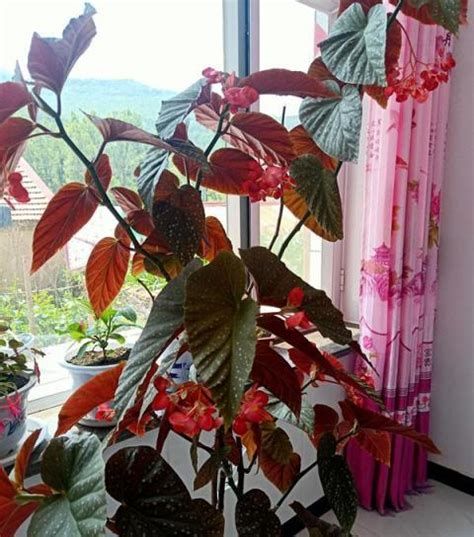 幾種漂亮的秋海棠耐陰好養活花期長家裡養一棵四季有花看 imomo植物識別