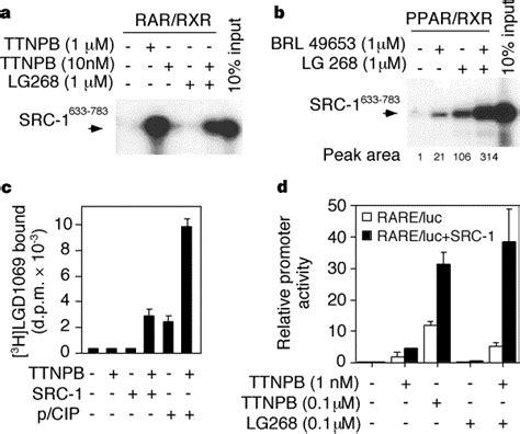 Interactions Controlling The Assembly Of Nuclear Receptor Heterodimers
