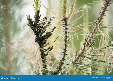 Pine Sawfly Larvae Neodiprion Spp Are The Most Common Defoliating Insects Of Pine Trees Stock