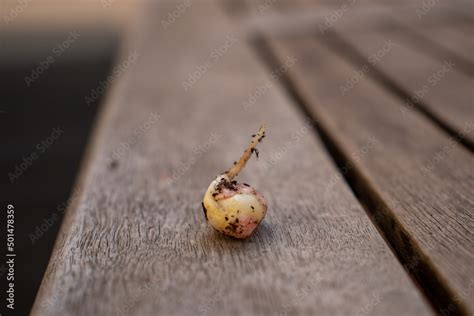 Stockfoto Rear View Of A Seed With Its First Root Developing Green