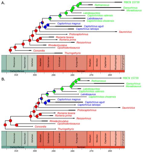 Rates Of Morphological Evolution In Captorhinidae An Adaptive Radiation Of Permian Herbivores