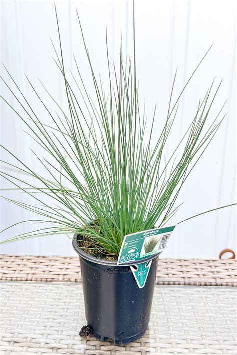 Juncus Blue Dart Chalet