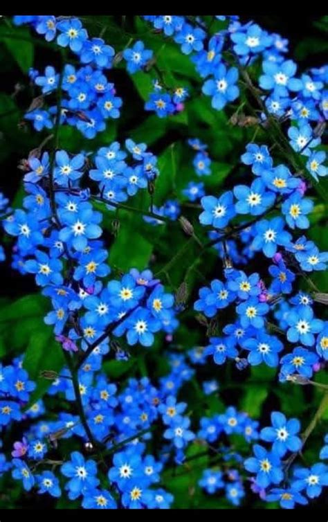 შოპ კესანე