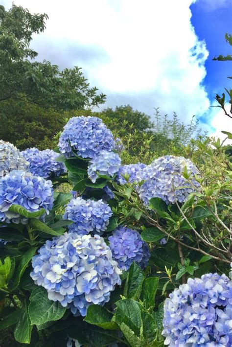 Ayo Kunjungi Hamparan Bunga Cantik Di Tin Shui Wai Park Berita Indonesia